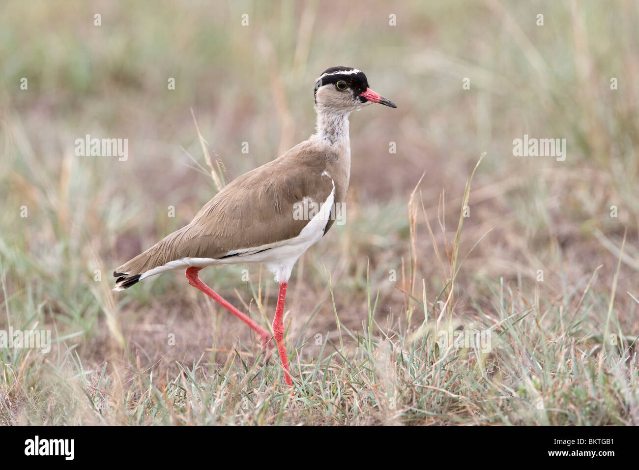 Vanellus coronatus, Crowned lapwing, Gekroonde kievit Stock Photo - Alamy