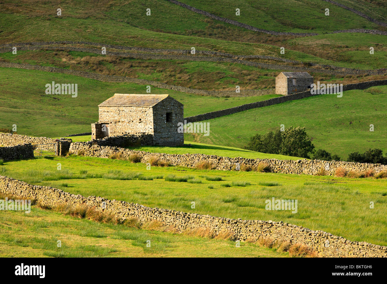 A typical Swaledale scene in the Yorkshire Dales of England including ...