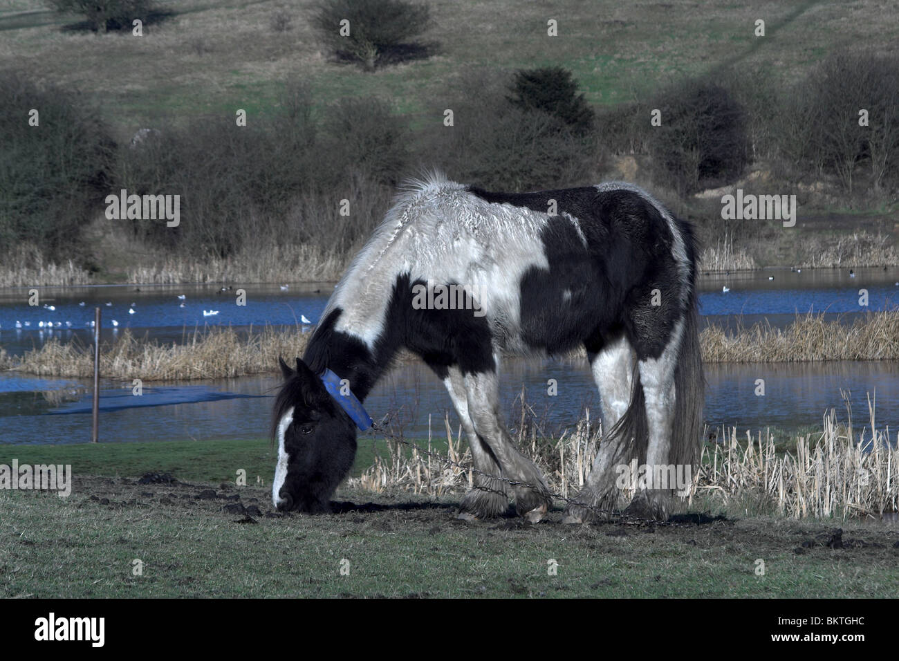 Pony grazing by in Fens Pools Nature Reserve. West Midlands Stock Photo ...