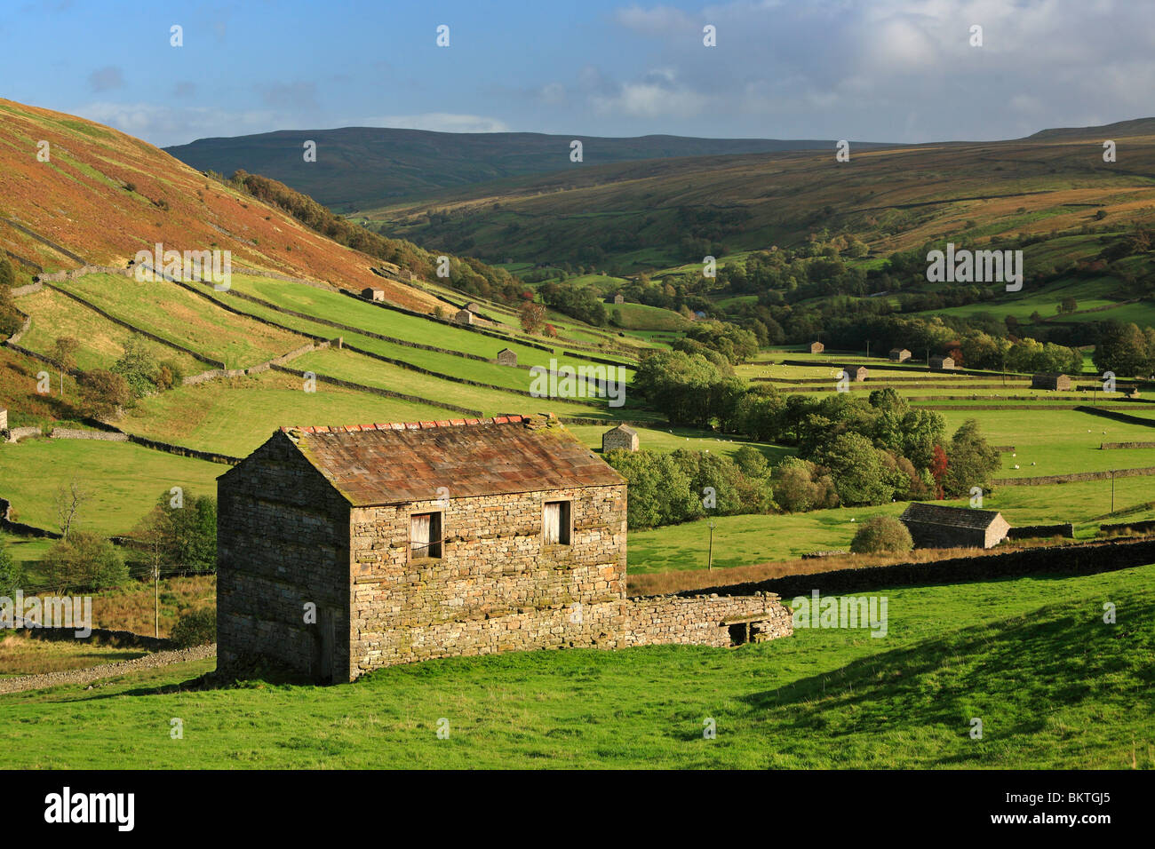 A typical Swaledale scene in the Yorkshire Dales including stone barns ...