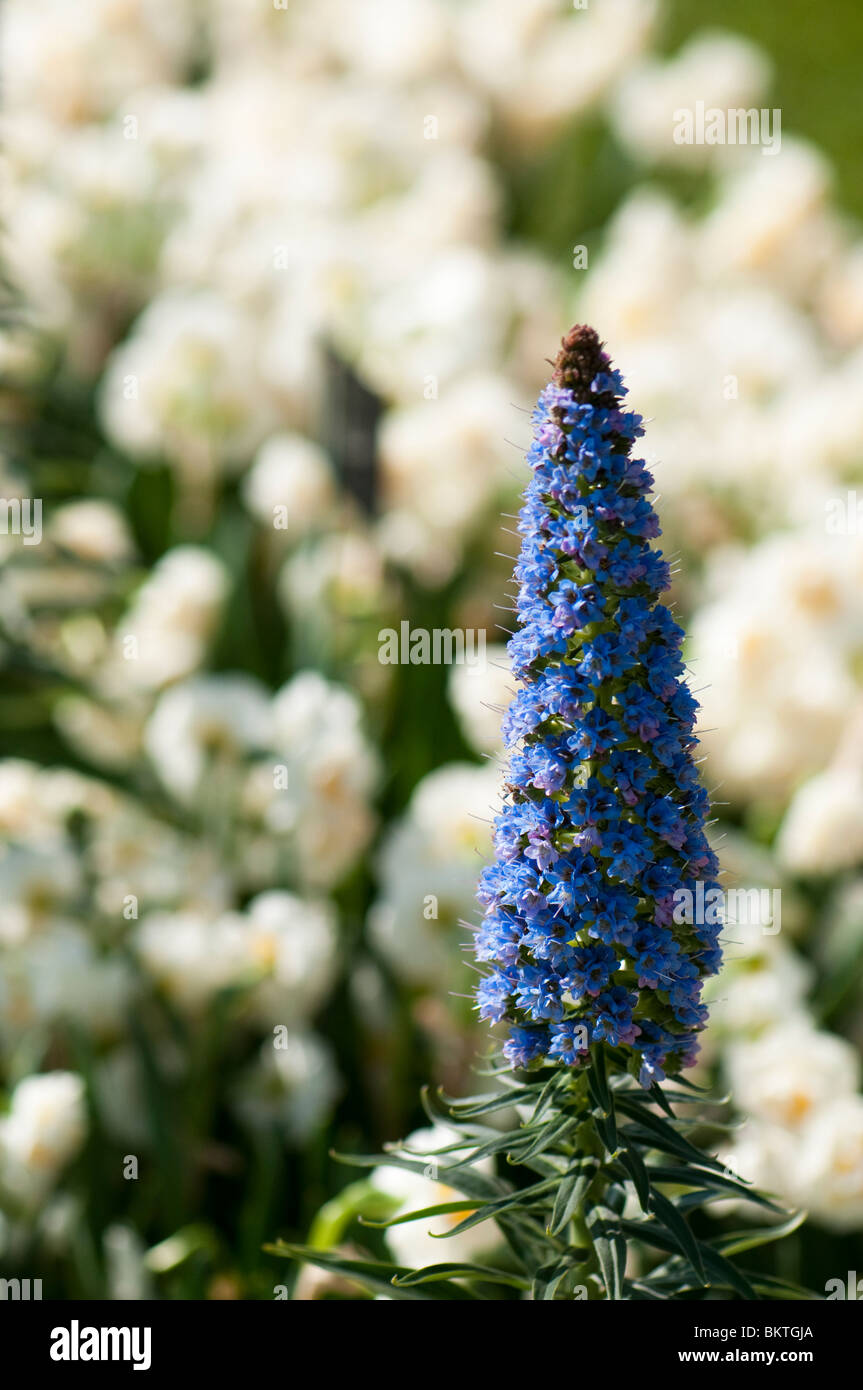 Giant white show flowers hi-res stock photography and images - Alamy