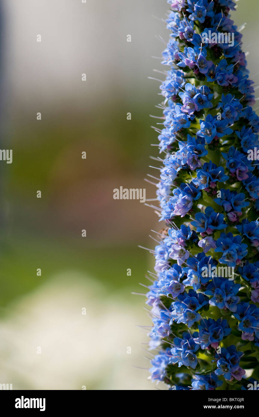 White spire flower hi-res stock photography and images - Alamy