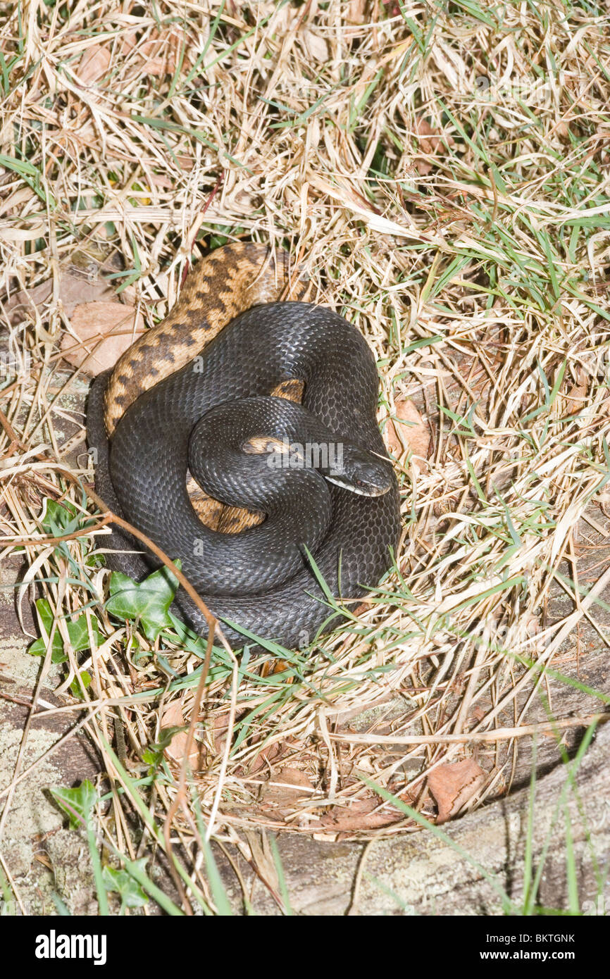 Black adders hi-res stock photography and images - Alamy