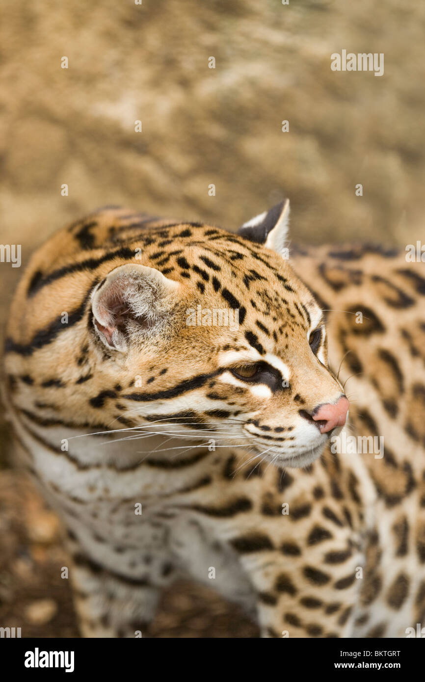 Ocelot close up face portrait hi-res stock photography and images - Alamy