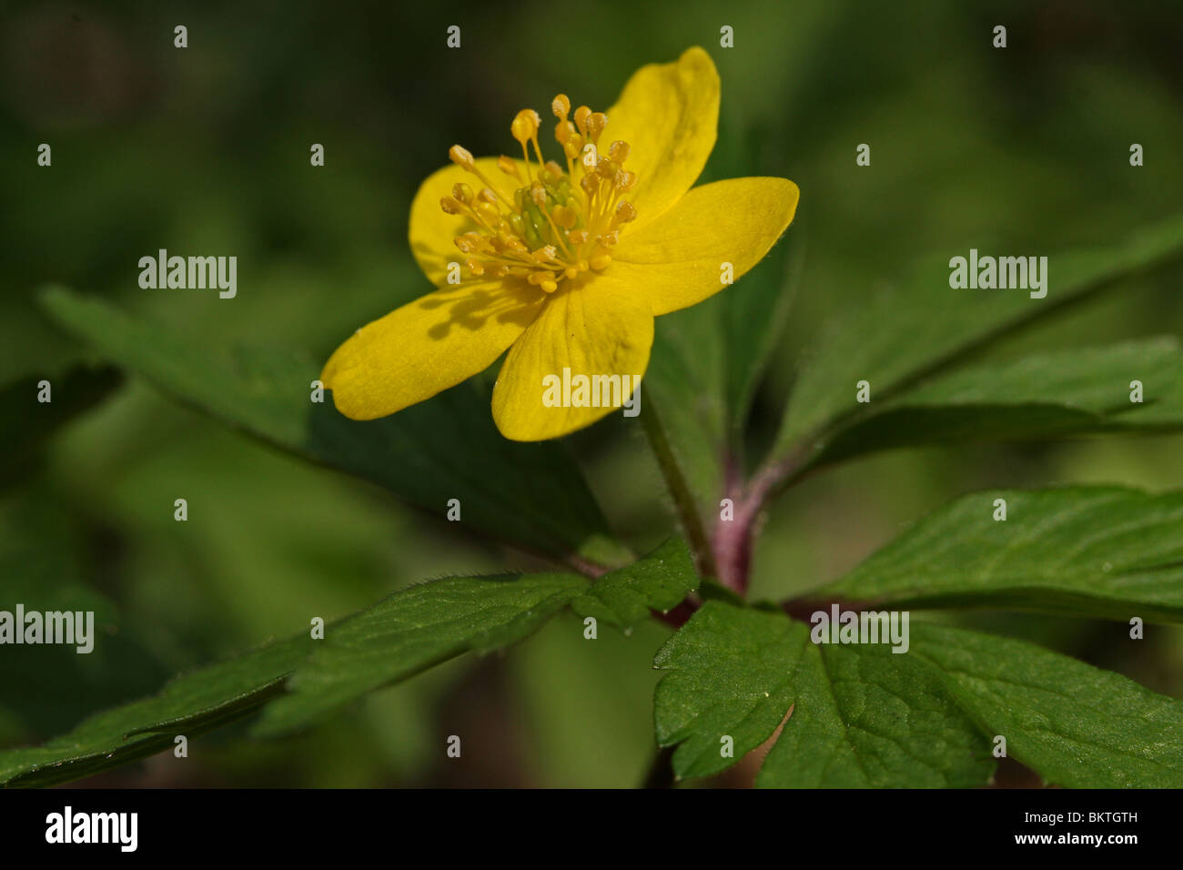 Gele bloem hi-res stock photography and images - Alamy