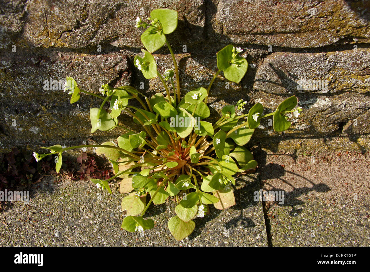 Stoep hi-res stock photography and images - Alamy