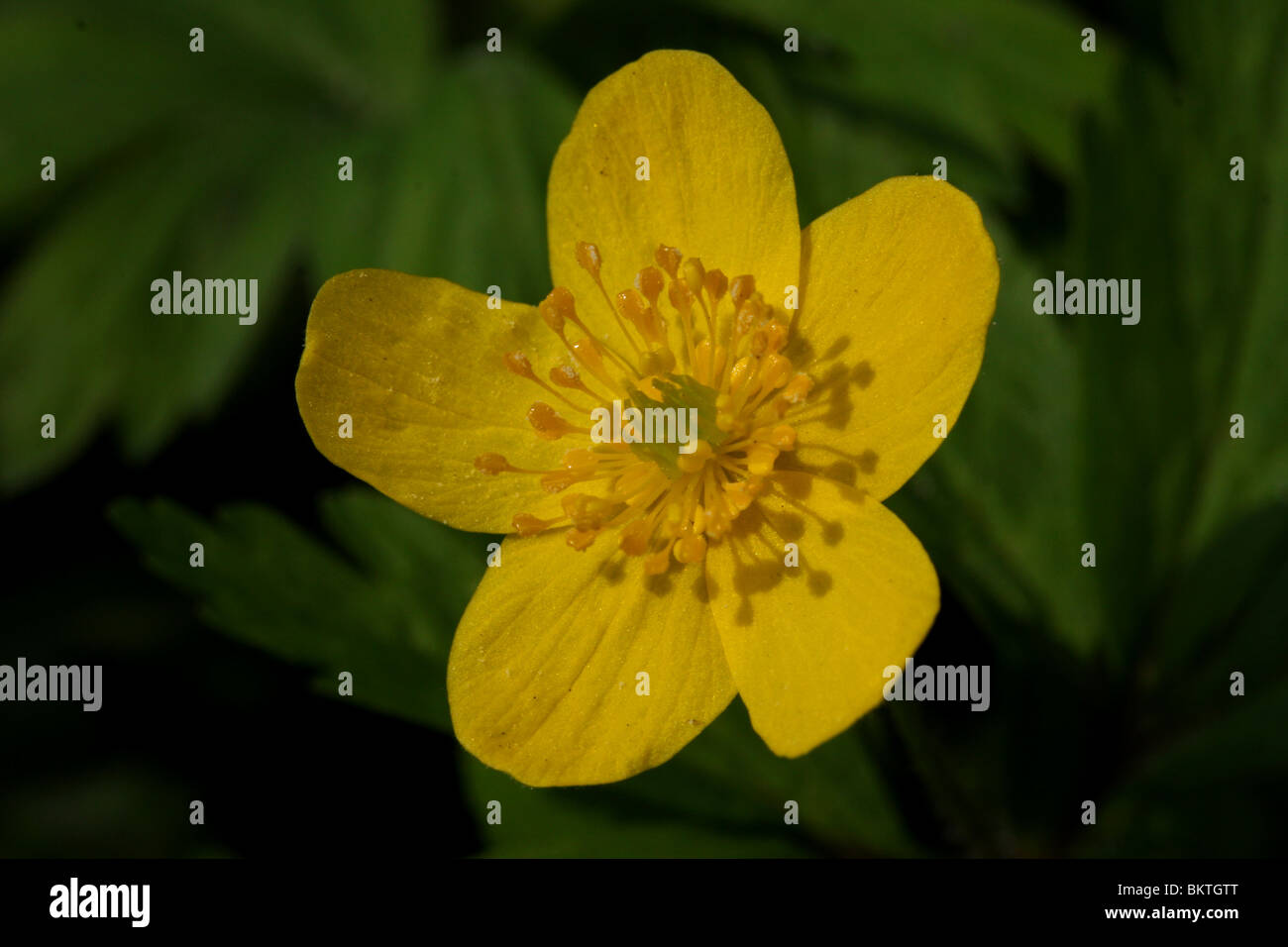 Gele bloem hi-res stock photography and images - Alamy
