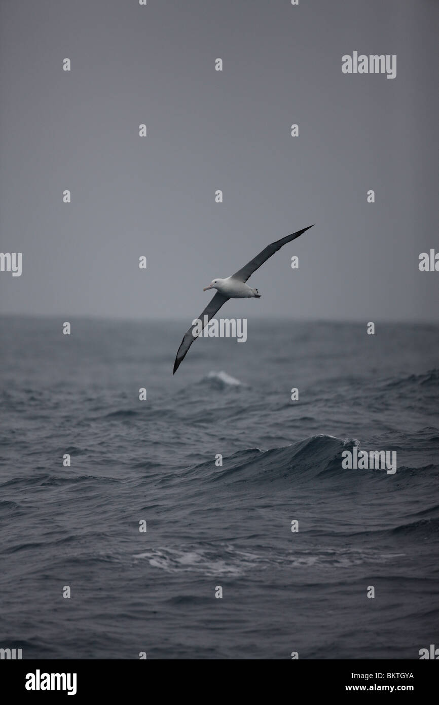 (Probably) a young immature Southern Royal Albatross. Drake Passage, 22 ...