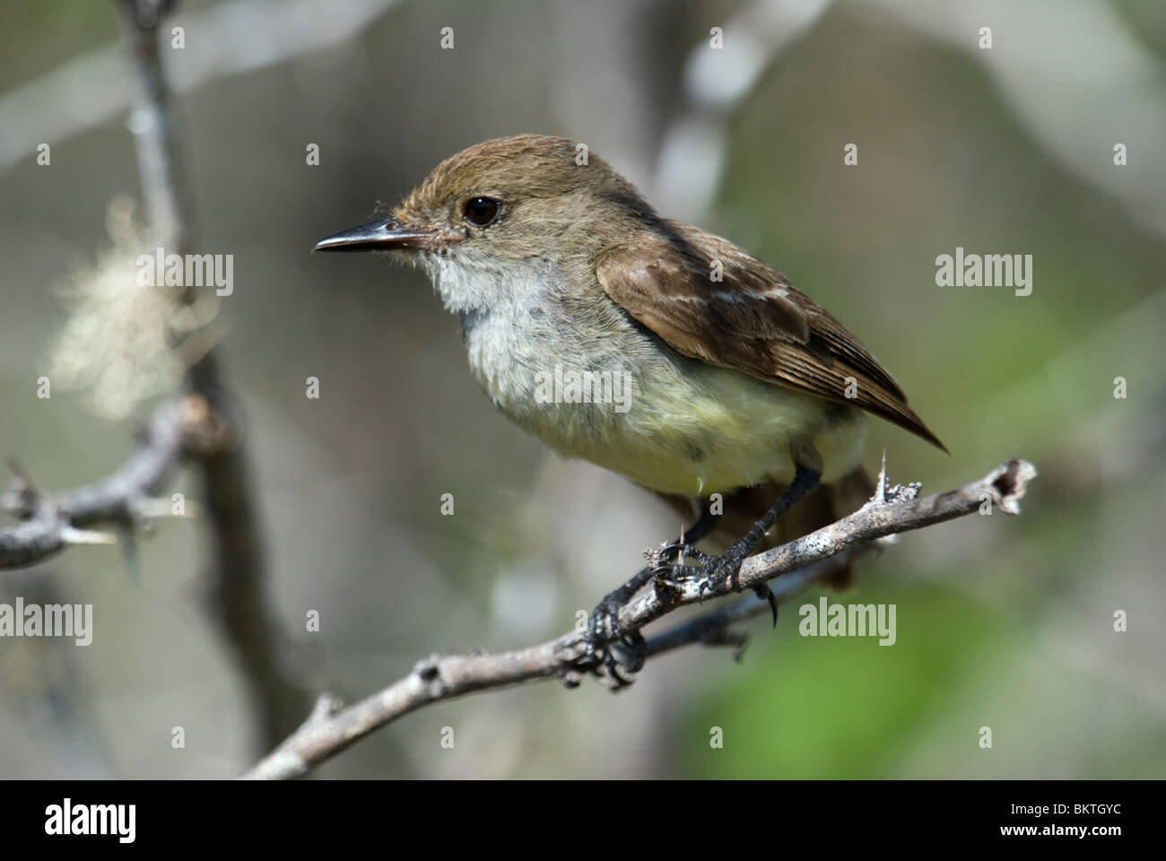 Myiarchus magnirostris hi-res stock photography and images - Alamy
