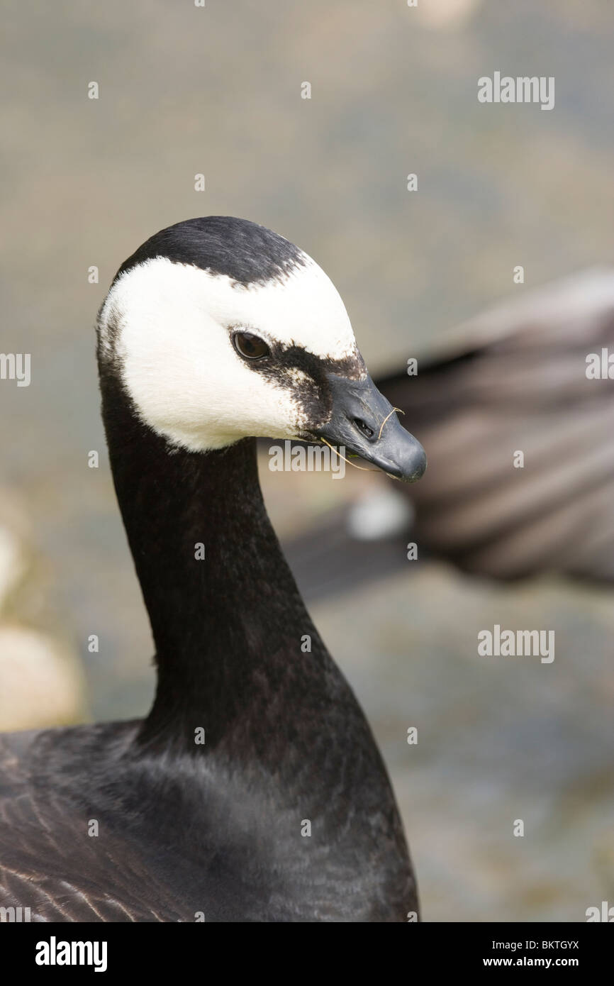 Barnacle Goose (Branta leucopsis). Portrait Stock Photo - Alamy
