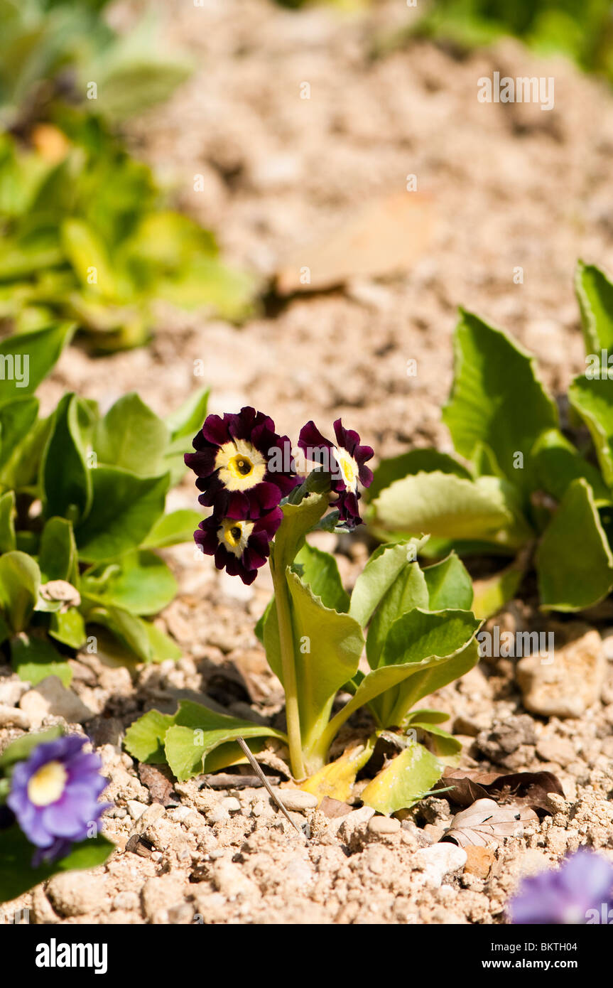 Flower auriculas hi-res stock photography and images - Alamy