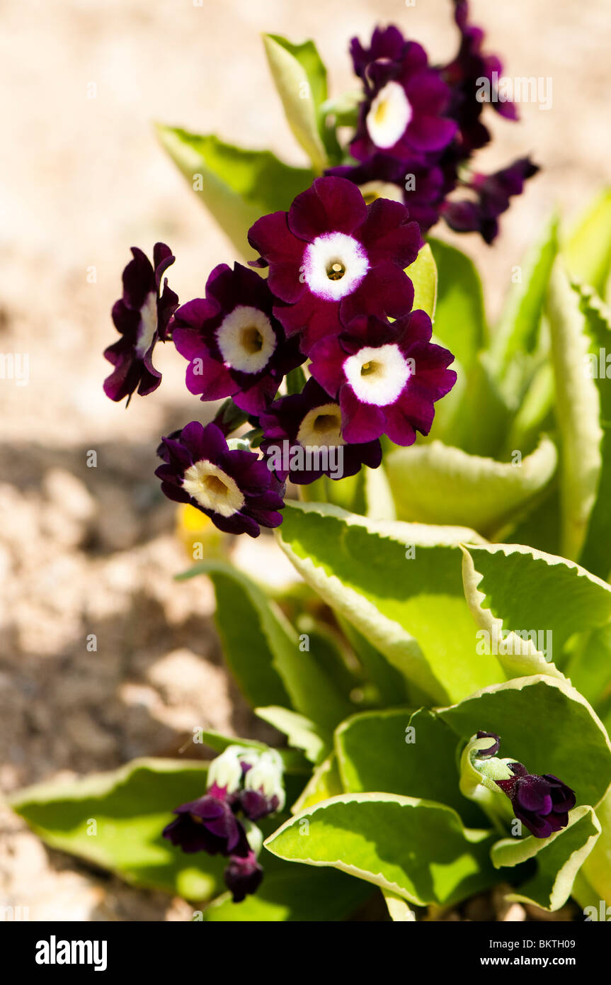 Flower auriculas hi-res stock photography and images - Alamy