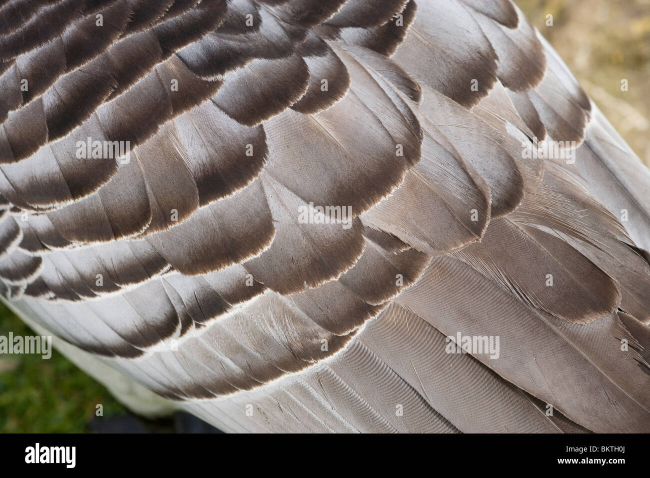 Folded Bird Wing Feathers