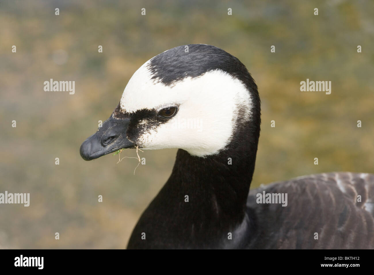Barnacle Goose (Branta leucopsis). Portrait. Showing dark cap to top of ...