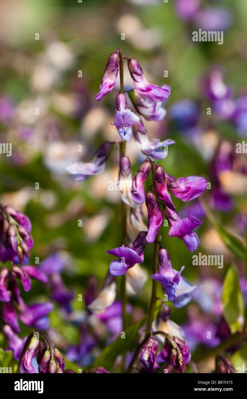 Spring Pea, Lathyrus vernus, in bloom in spring Stock Photo - Alamy