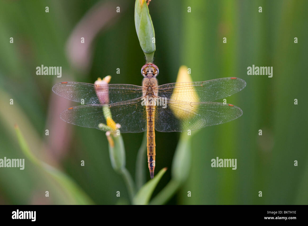 Wereldzwerver, Pantala flavescens, Wandering Glider, Globeskimmer Stock ...