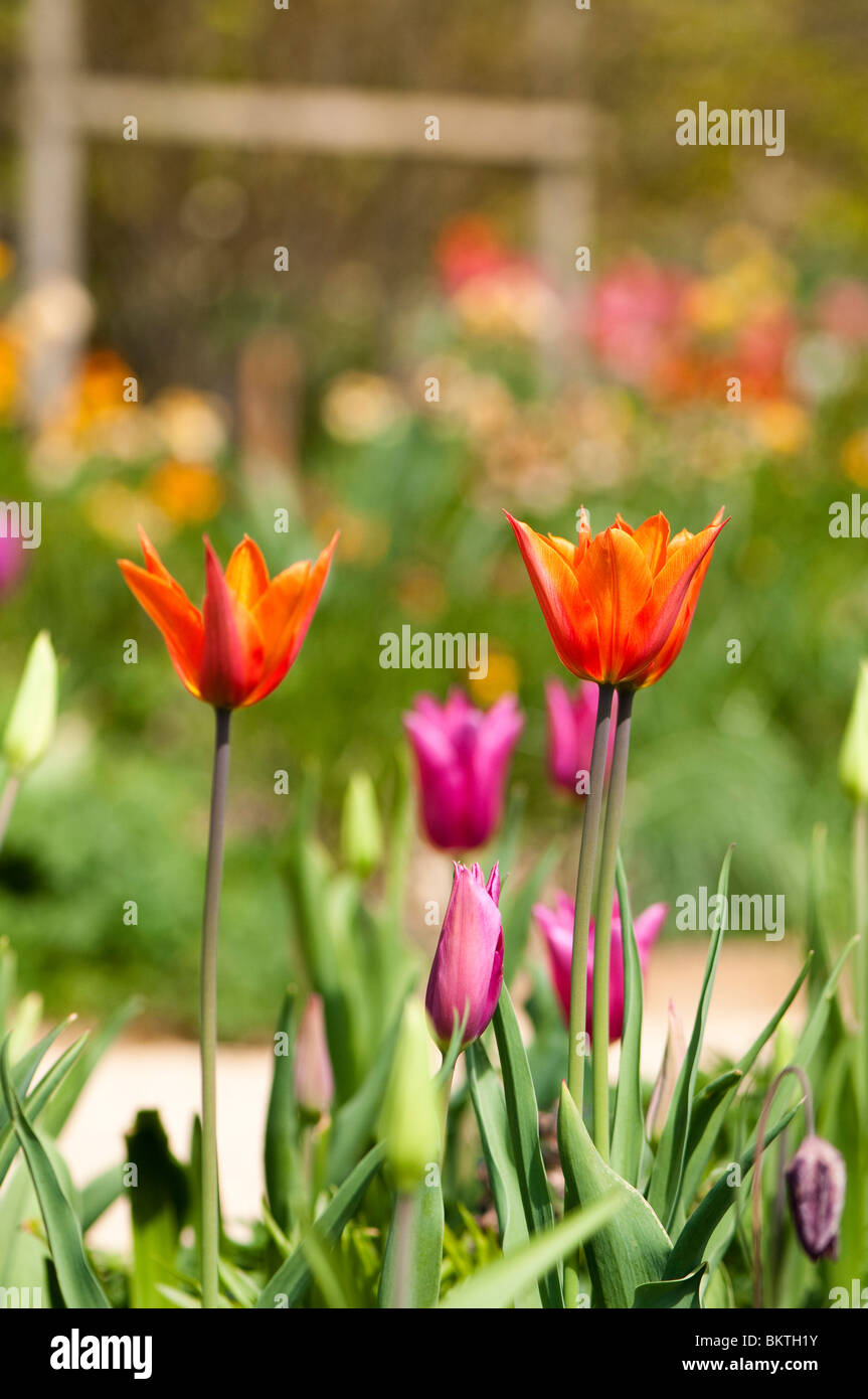 Brightly coloured spring tulip display at Painswick Rococo Garden in ...