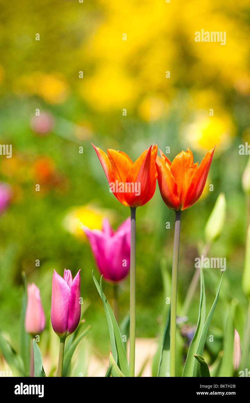 Spring tulip display hi-res stock photography and images - Alamy