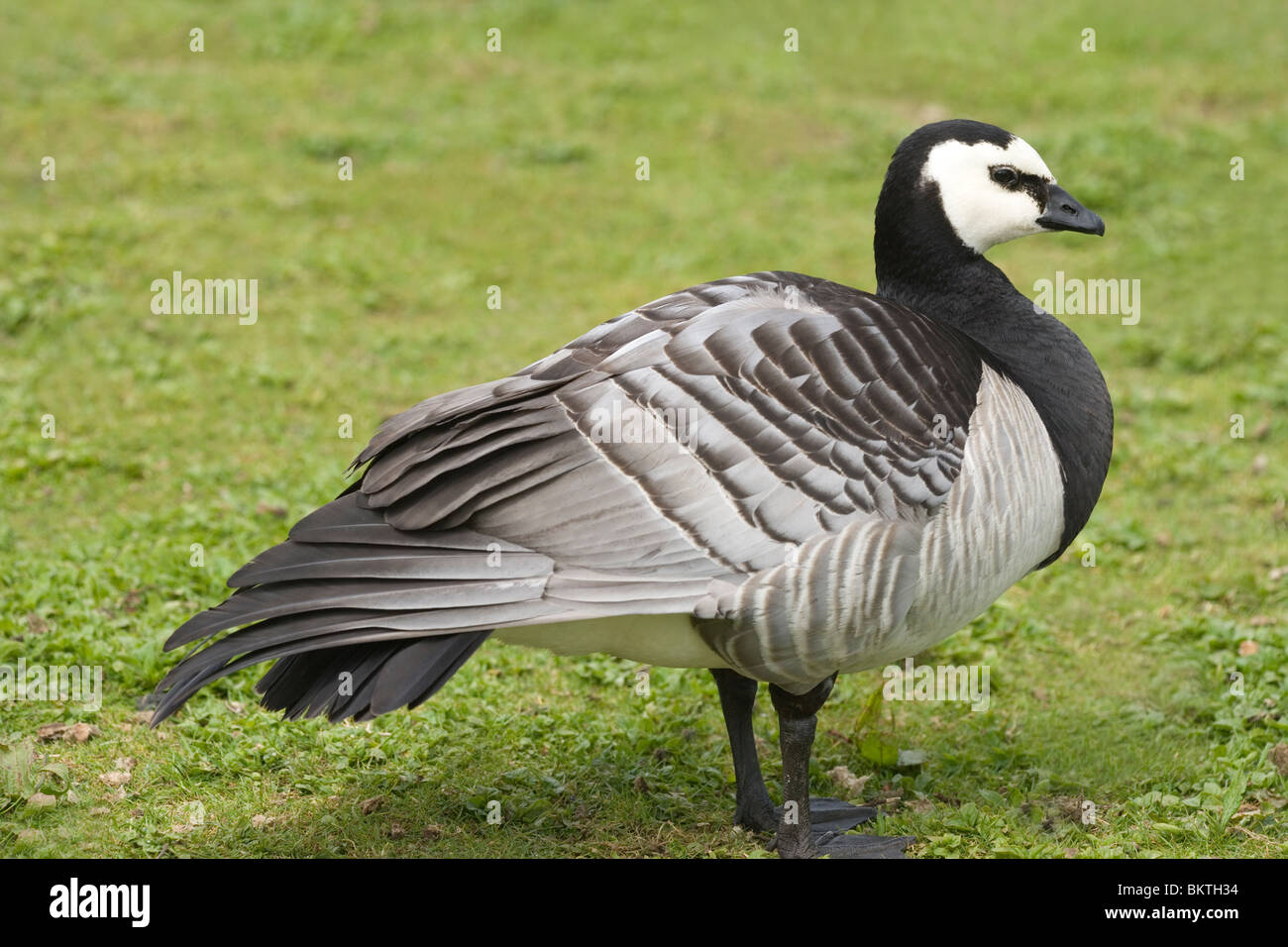 Barnacle Goose (Branta leucopsis). Areas of feather or plumage ...
