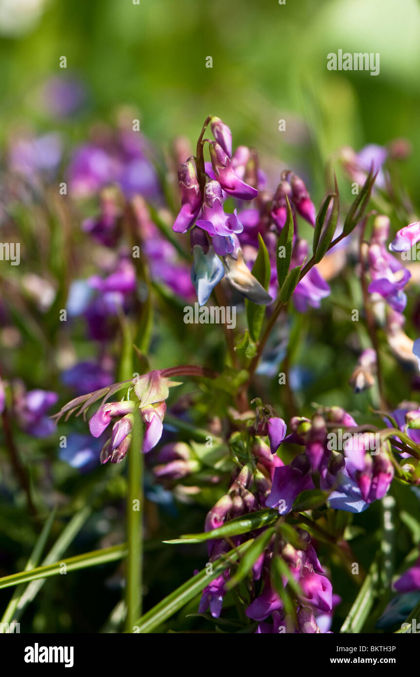 Spring pea lathyrus vernus hi-res stock photography and images - Alamy