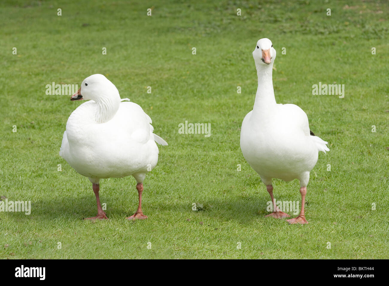 Lesser Snow Goose (Anser caerulescens caerulescens). Pair. White phase ...