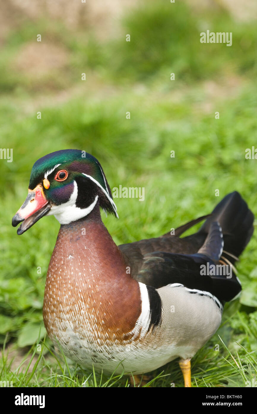 North american wood duck hi-res stock photography and images - Alamy