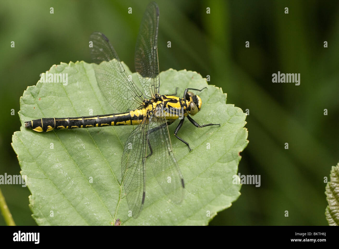 Clubtail hi-res stock photography and images - Alamy