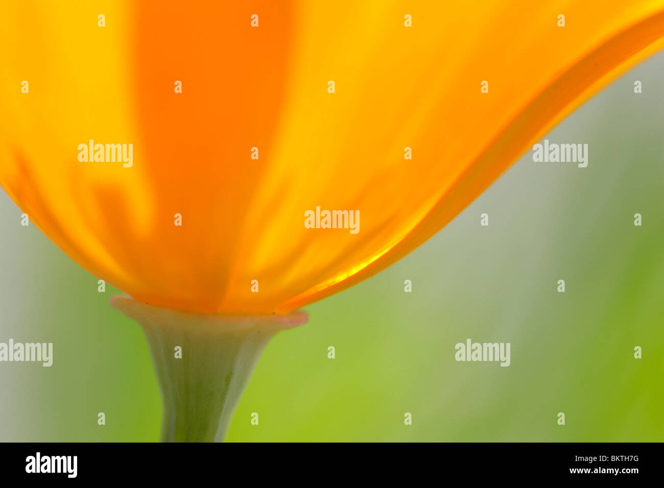 Base of a golden poppy Stock Photo - Alamy