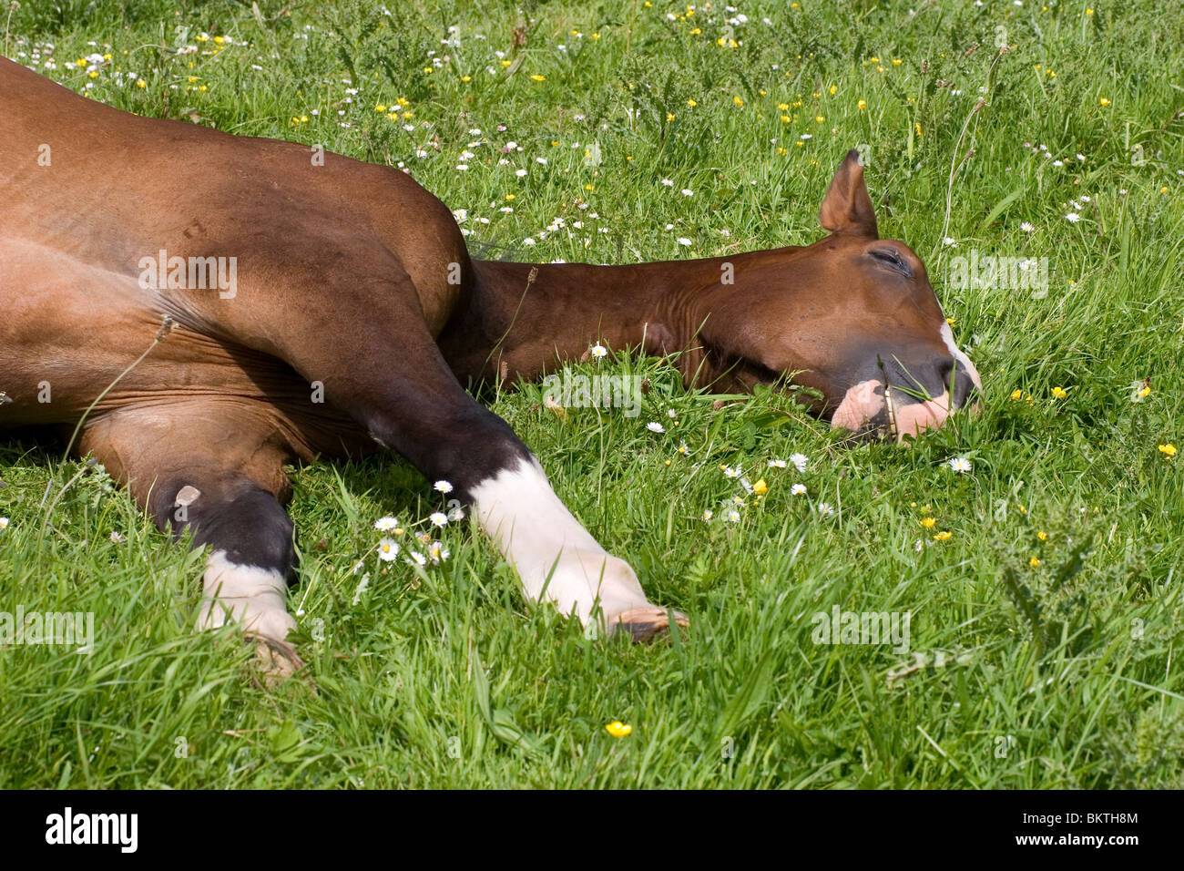 Uiterwaarde en uiterdijk is hi-res stock photography and images - Alamy