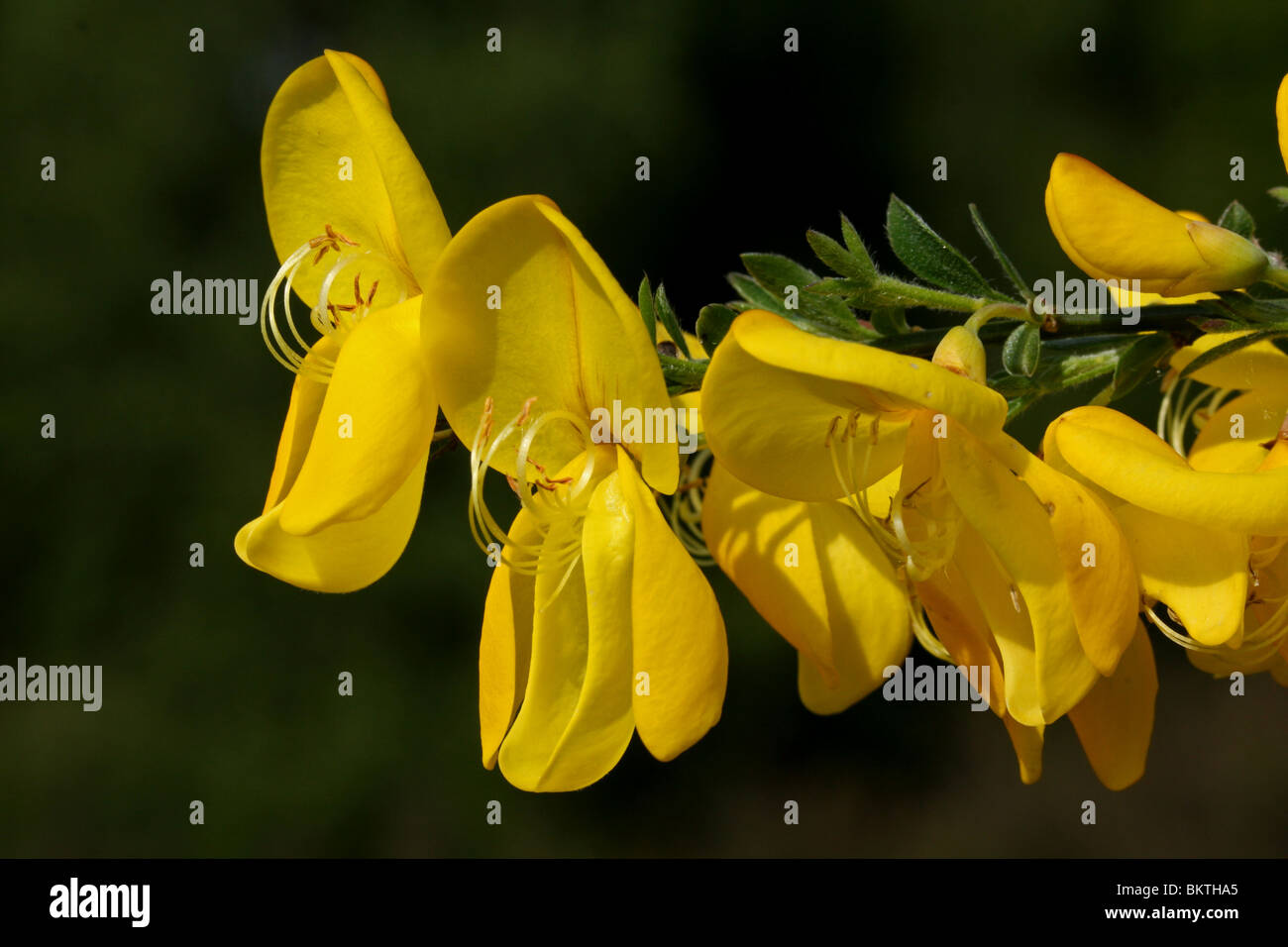 close up branch with flowers Stock Photo - Alamy