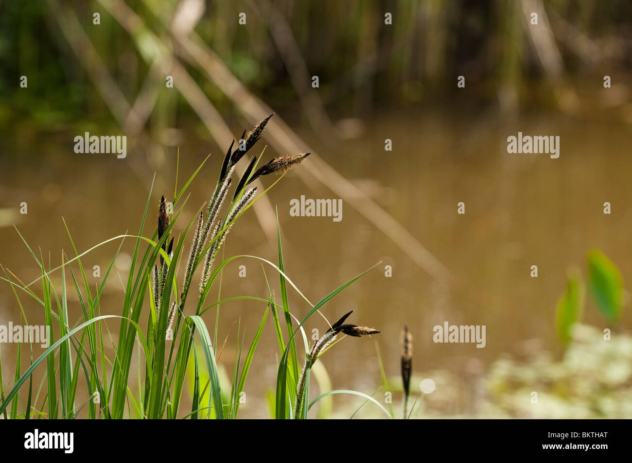English grass seeds hi-res stock photography and images - Alamy