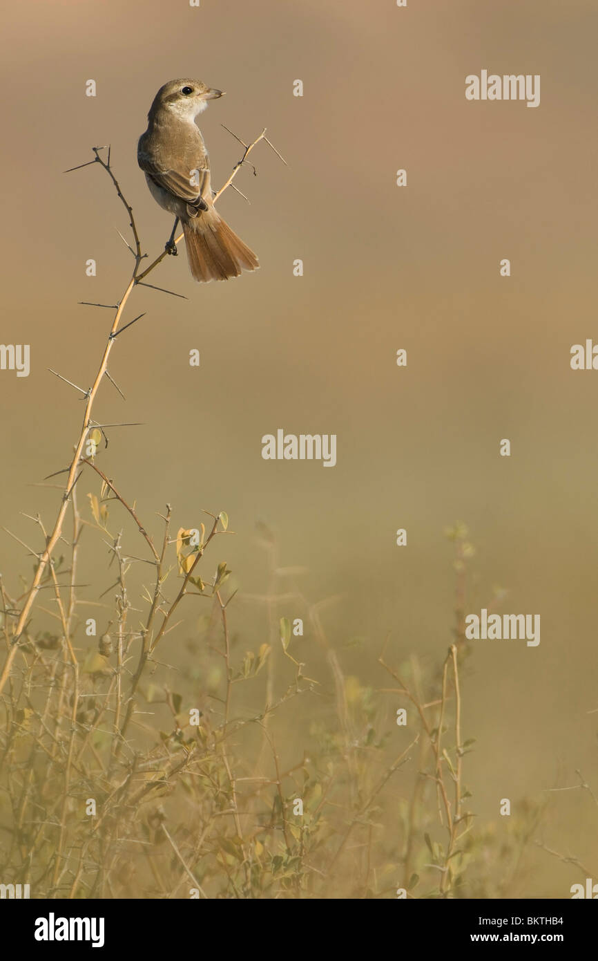 first winter Daurian Shrike in top of a twig; eerste winter Daurische ...