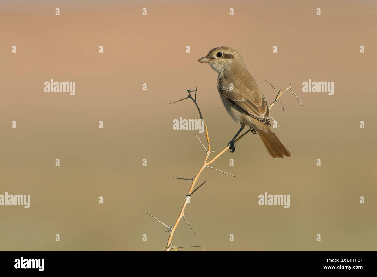 first winter Daurian Shrike in top of a twig Stock Photo - Alamy