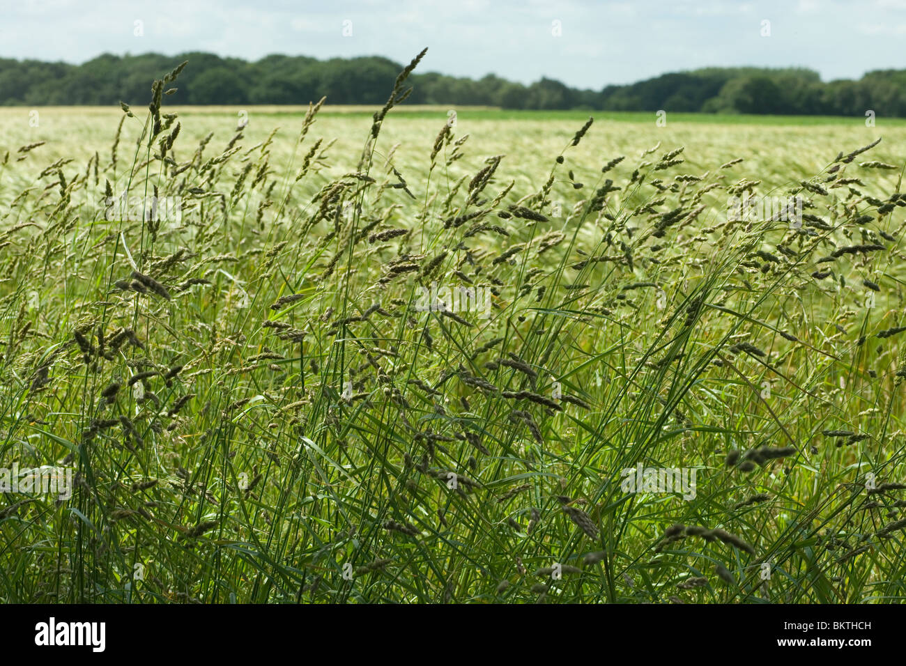 Seed Heads or panicles of Cocksfoot Grass (Dactylis glomerata), growing ...