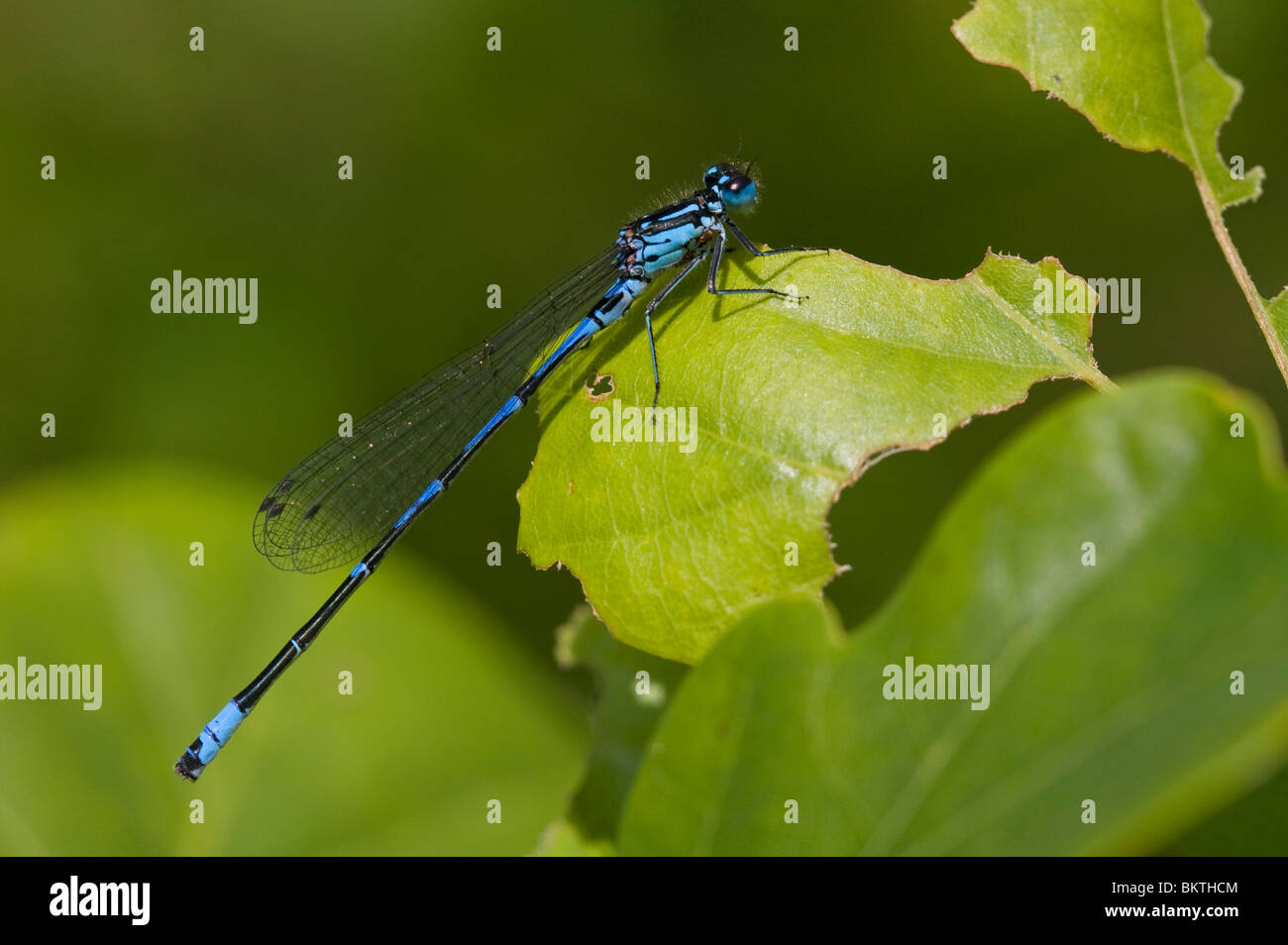 Variabele waterjuffer; Variable Damselfly Stock Photo - Alamy