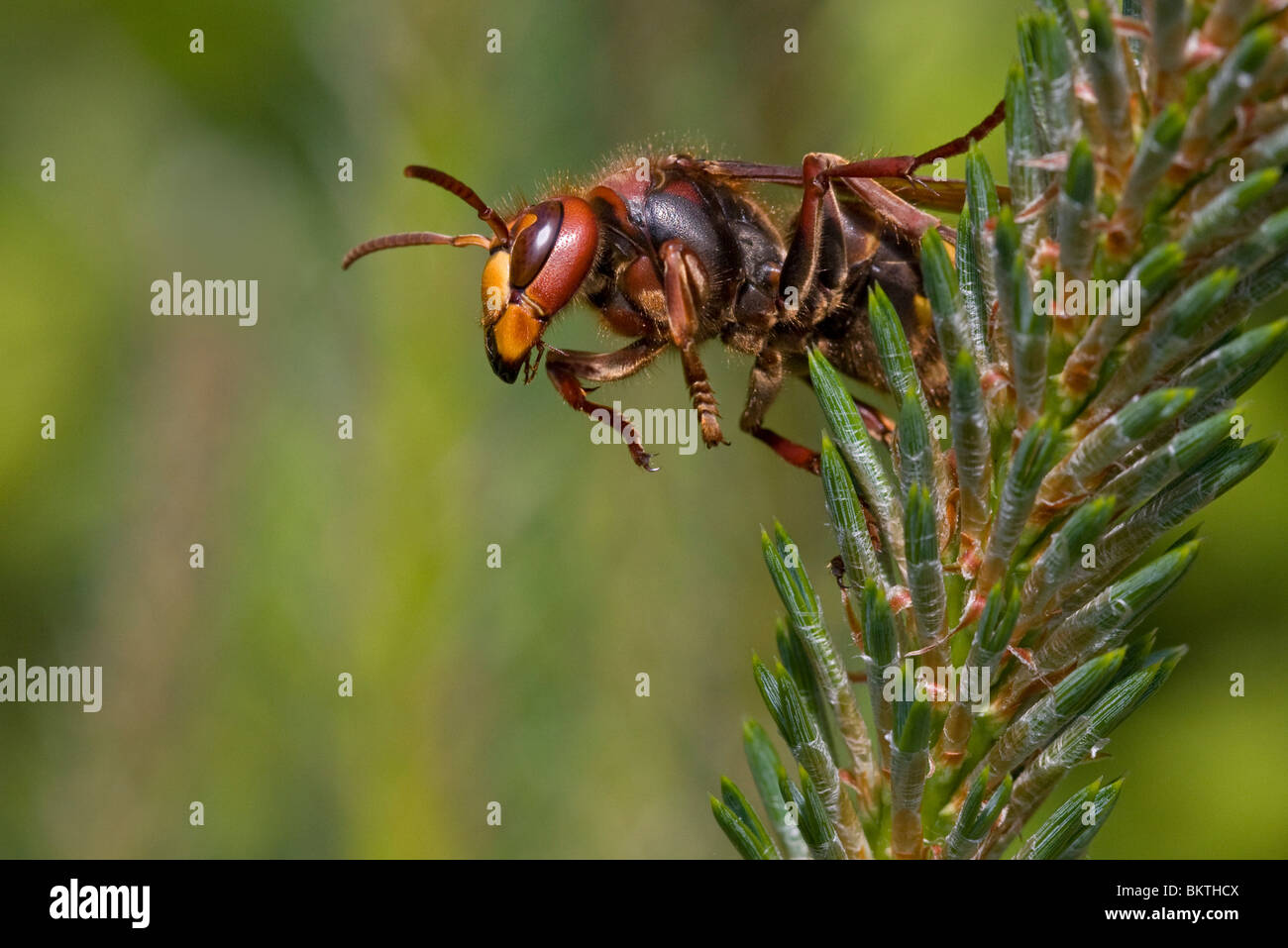 Queen hornet hi-res stock photography and images - Alamy