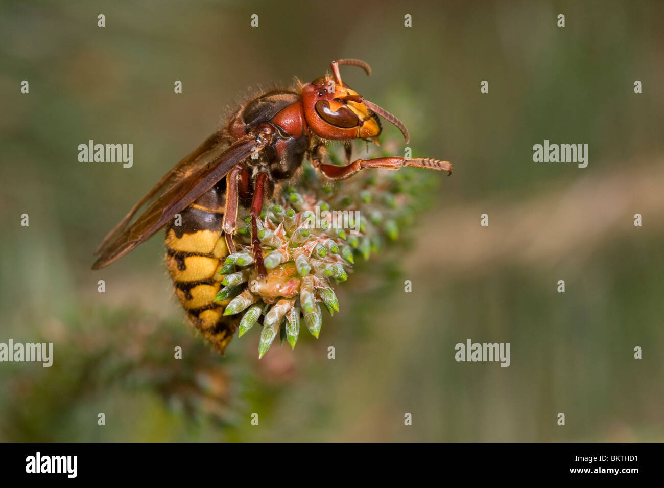 Queen hornet hi-res stock photography and images - Alamy