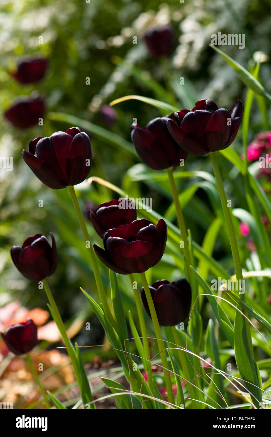 Deep maroon tulip hi-res stock photography and images - Alamy
