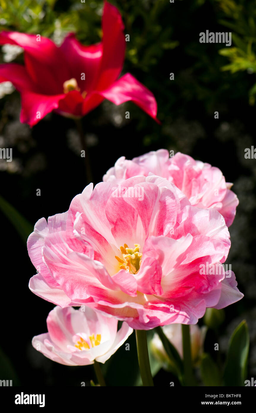 Tulip angelique hi-res stock photography and images - Alamy