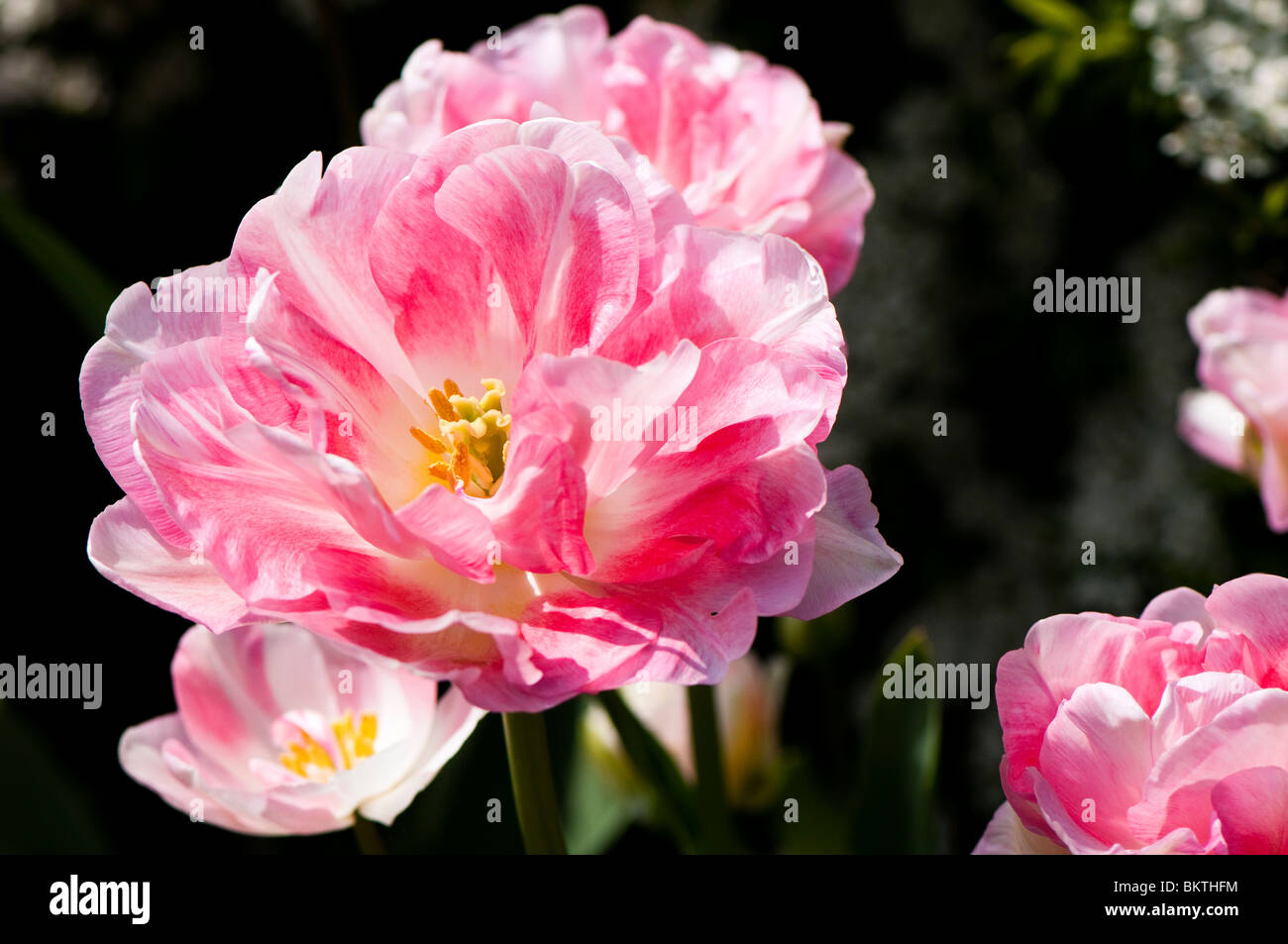 Double Late Tulip 'Angelique' in flower in spring Stock Photo - Alamy
