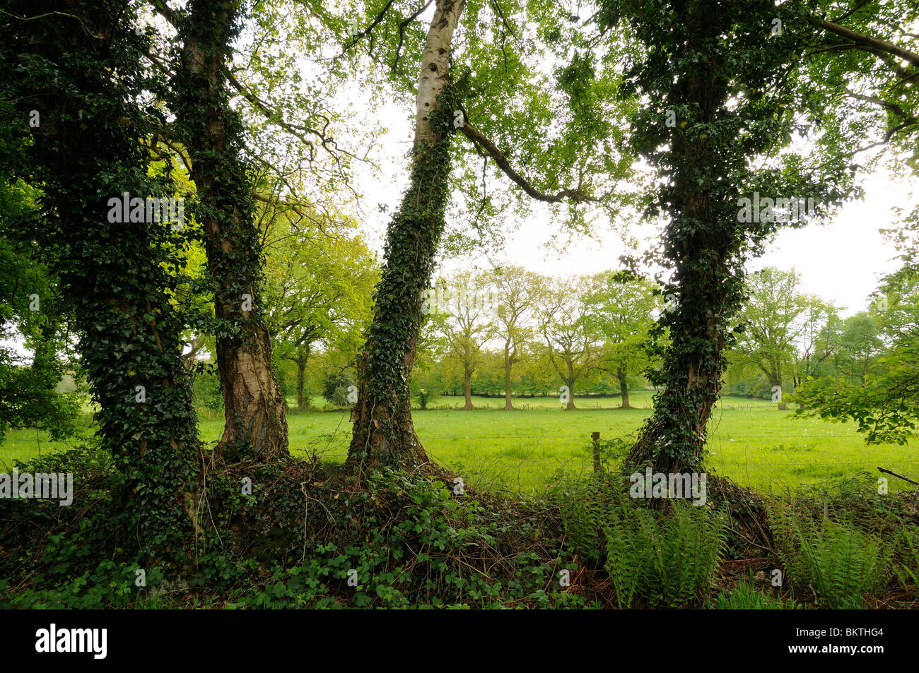 houtwal langs het Anlooer diepje Stock Photo - Alamy