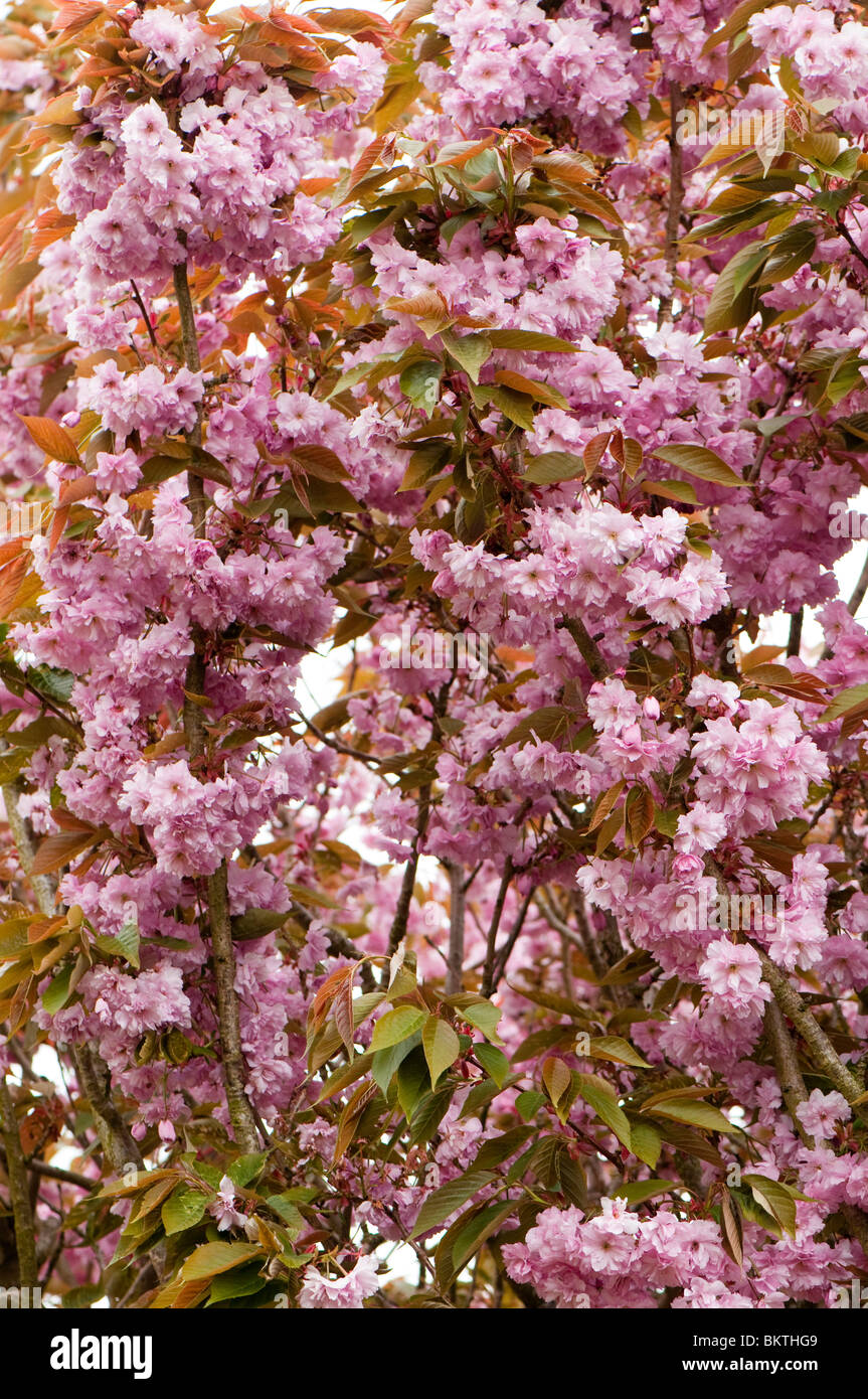 Heavily laden trees hi-res stock photography and images - Alamy
