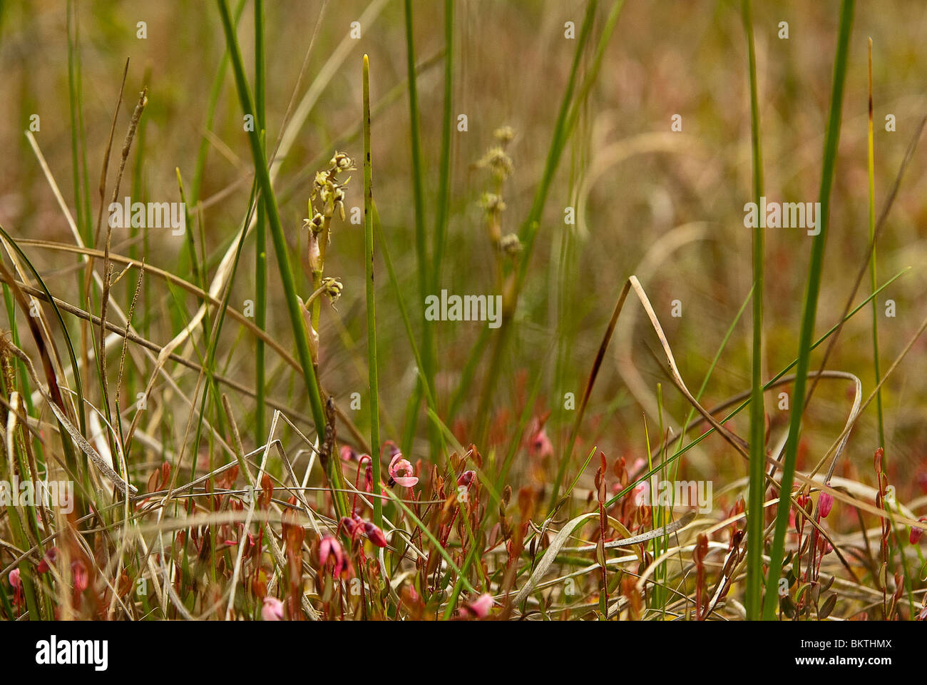 Zeldzame hoogveen-vegetatie met Kleine veenbes en Veenbloembies Stock ...