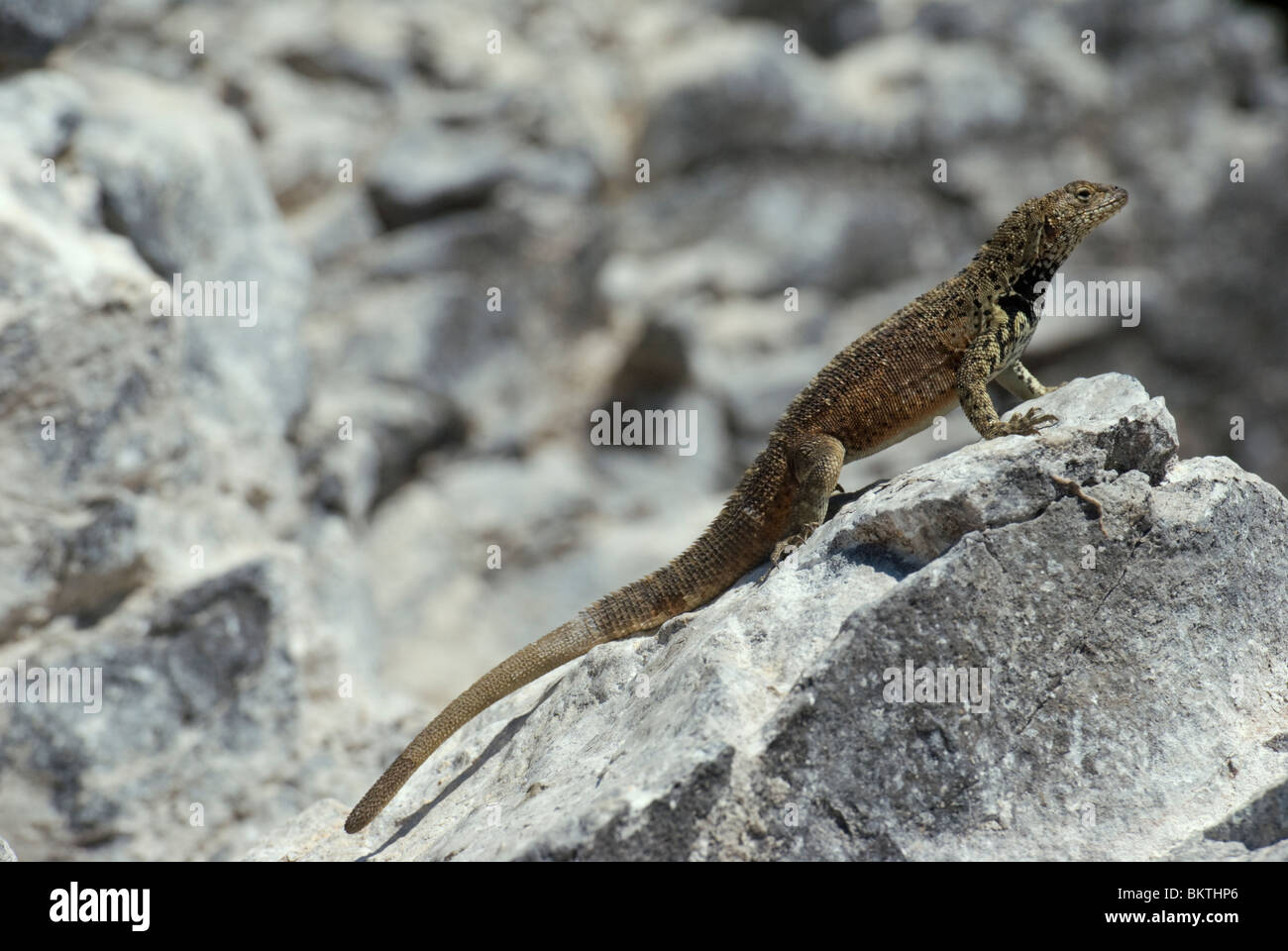 Endemic lizard species hi-res stock photography and images - Alamy