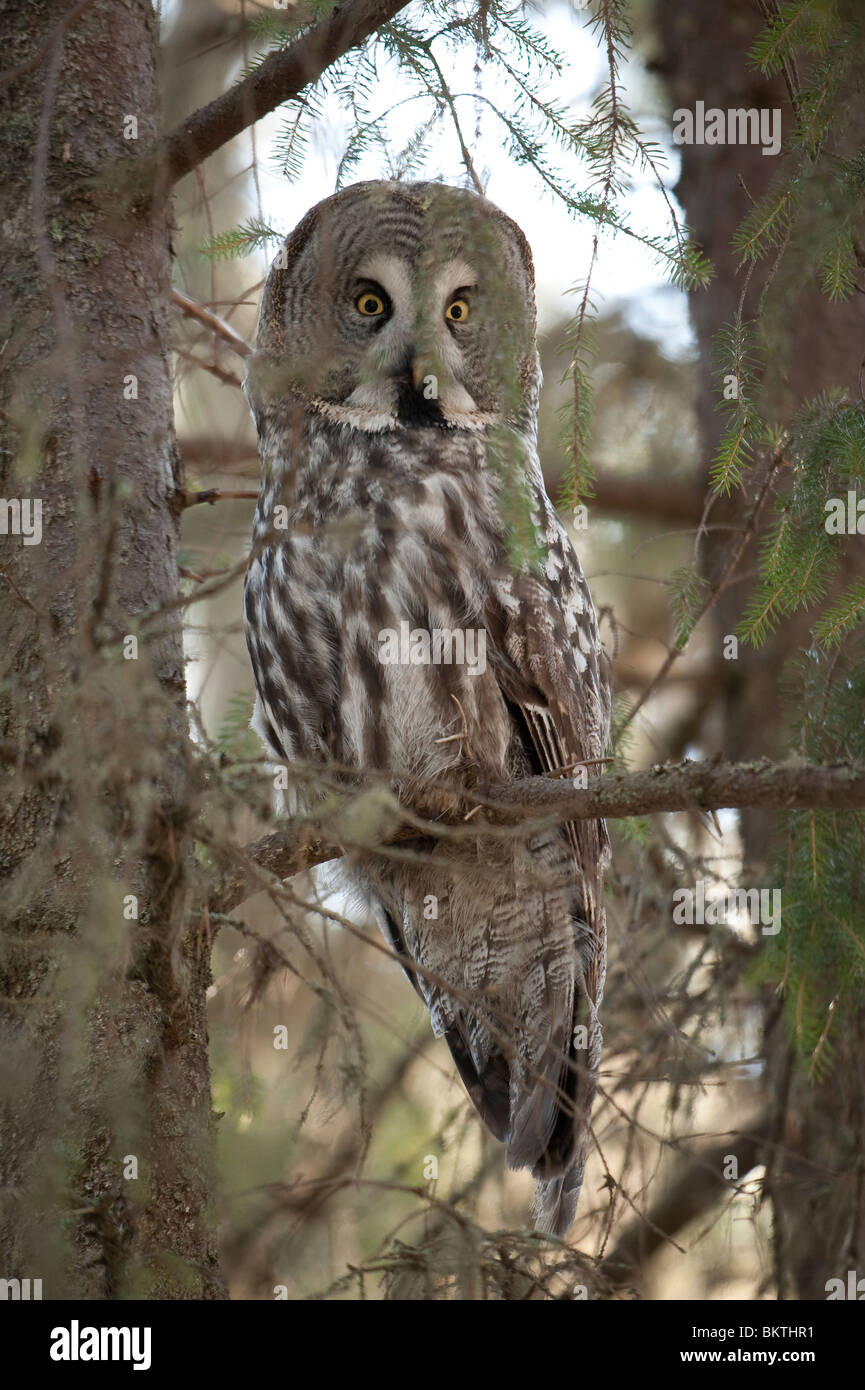 Surprised bird hi-res stock photography and images - Alamy