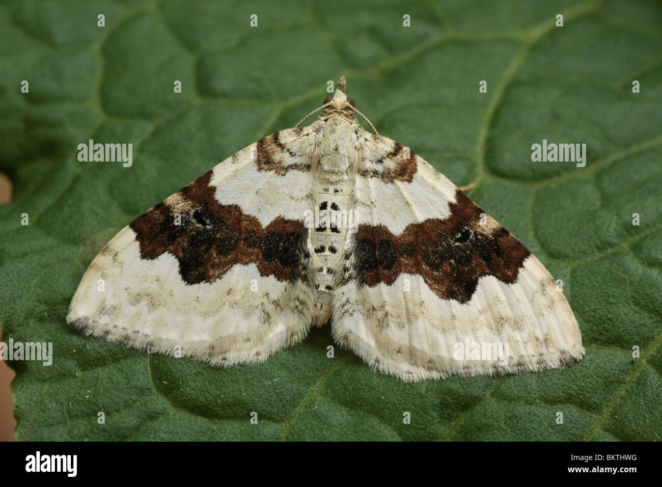 Silver Ground Carpet Moth Stock Photos & Silver Ground Carpet Moth ...
