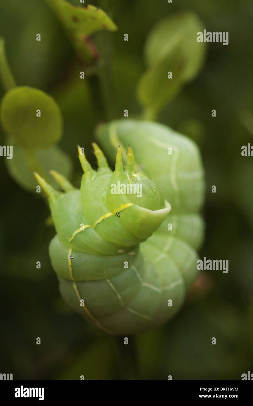Caterpillar of a sprawler hi-res stock photography and images - Alamy