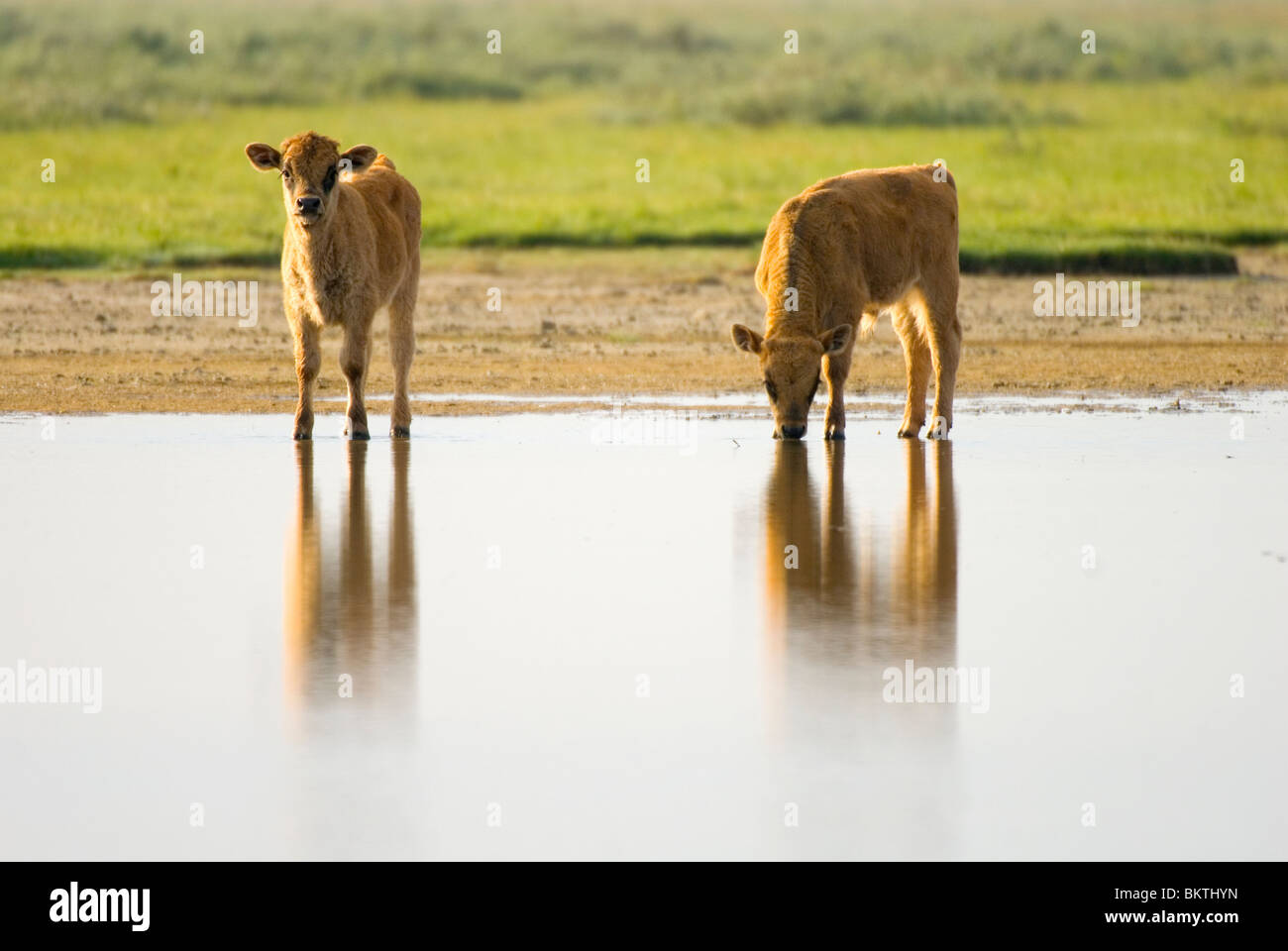 Heck cattle calves drinking water Stock Photo - Alamy