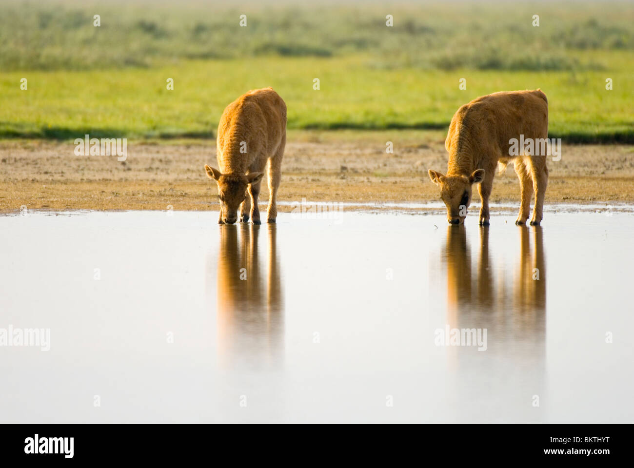 Heckrund kalfjes drinken hi-res stock photography and images - Alamy