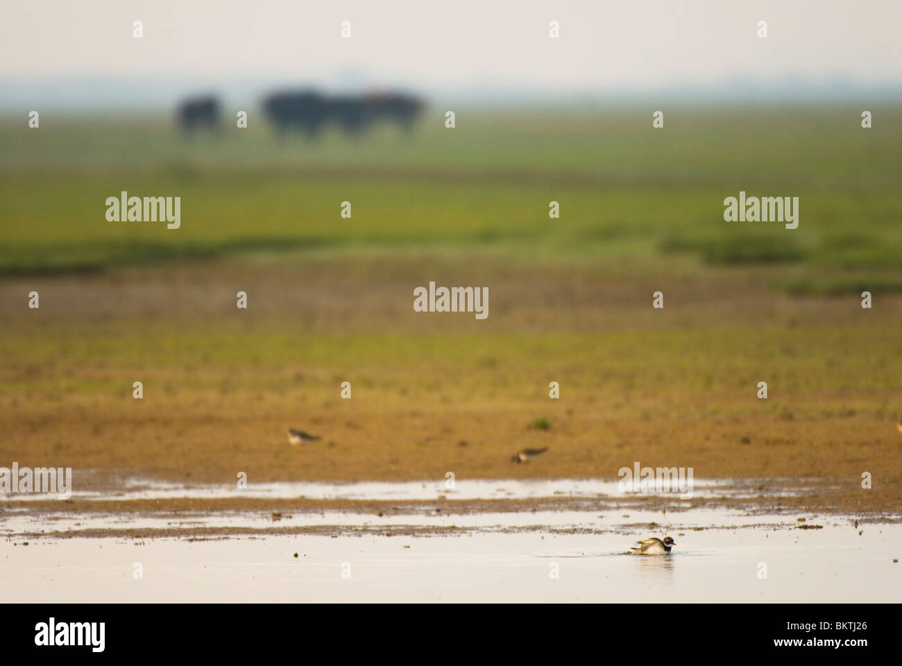 Slikken van flakkee nature reserve hi-res stock photography and images ...
